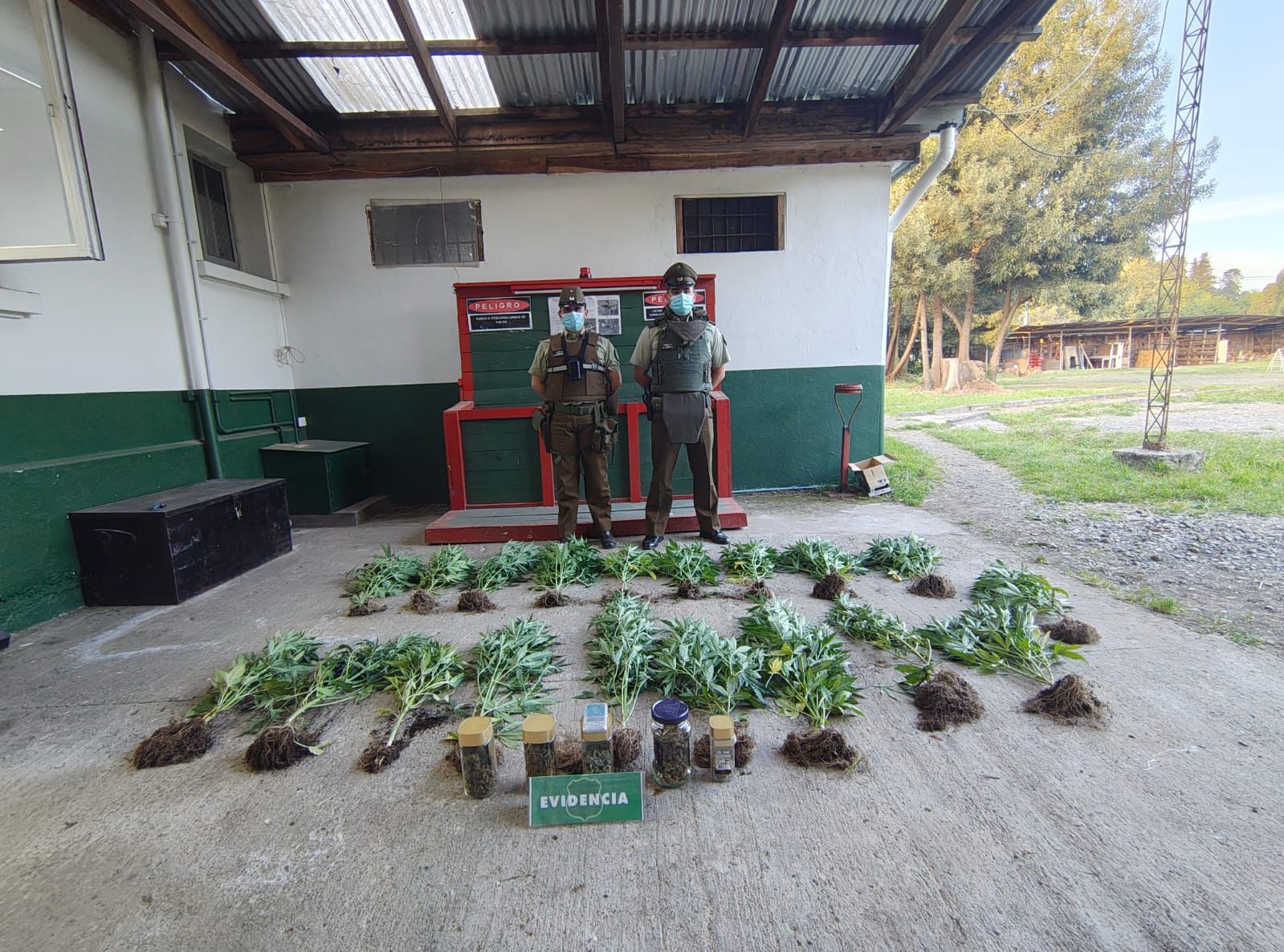 Carabineros de Gorbea detienen a sujeto que mantenía plantas de ...
